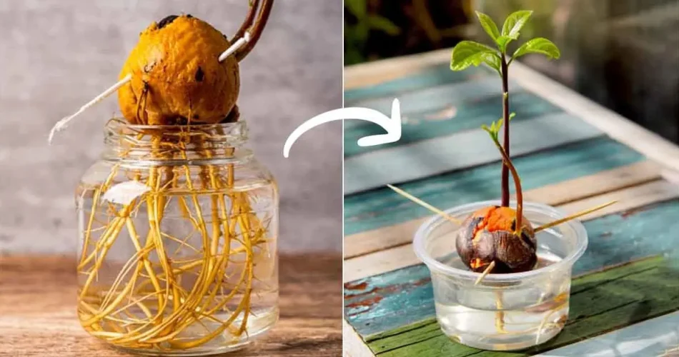 The magic trick to growing avocado at home so you don’t have to buy any ...
