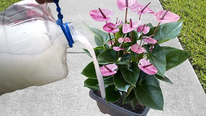 How to make anthurium bloom all year round – Organic Gardening Tricks
