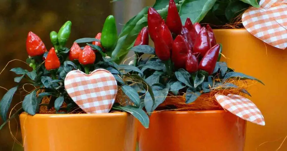 Chili pepper in pots, how to grow them following these useful tips ...