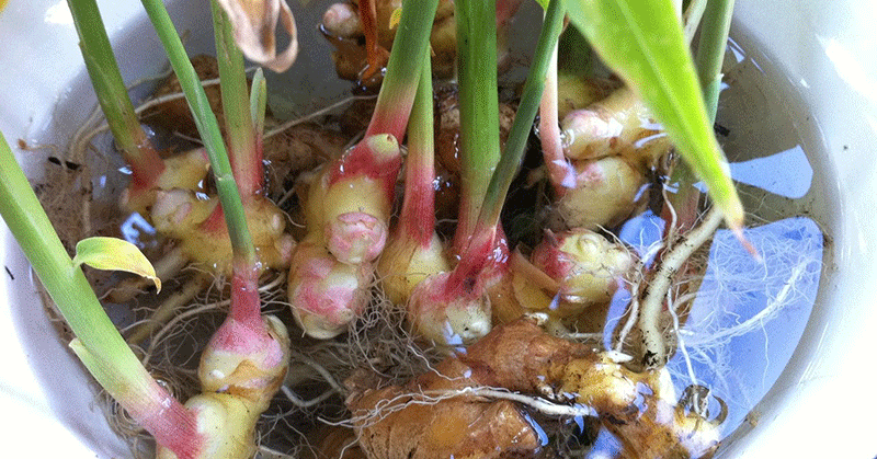 How to grow ginger at home to have an endless supply (and make it ...