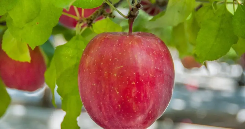 How to grow an apple tree starting from a seed, and obtain a plant full ...