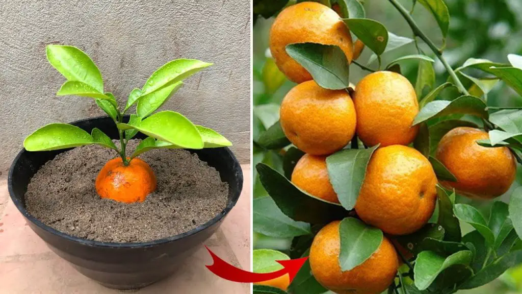 The simplest way to have a seedling to your liking | Relax Garden ...