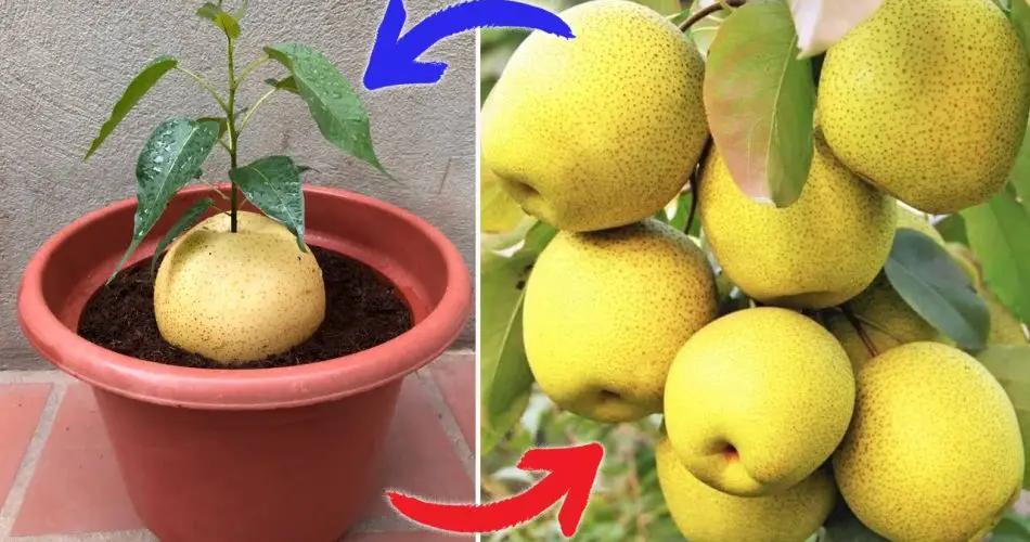 Few people know that pears can be propagated this way | Relax Garden ...