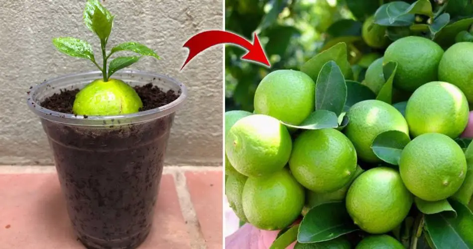 Tips to propagate the wrong lemon tree that bears fruit all year round ...