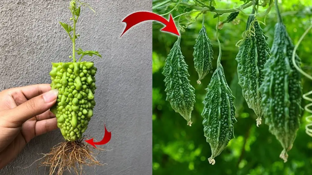 Breeding bitter melon by a unique method – Organic Gardening Tricks