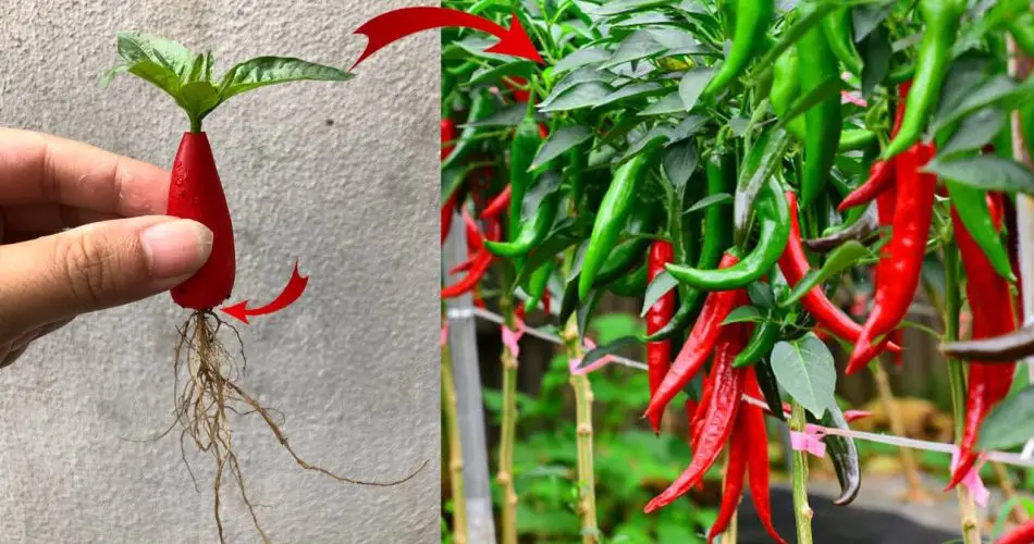 A simple way to propagate any plant from fruit at home – Organic ...