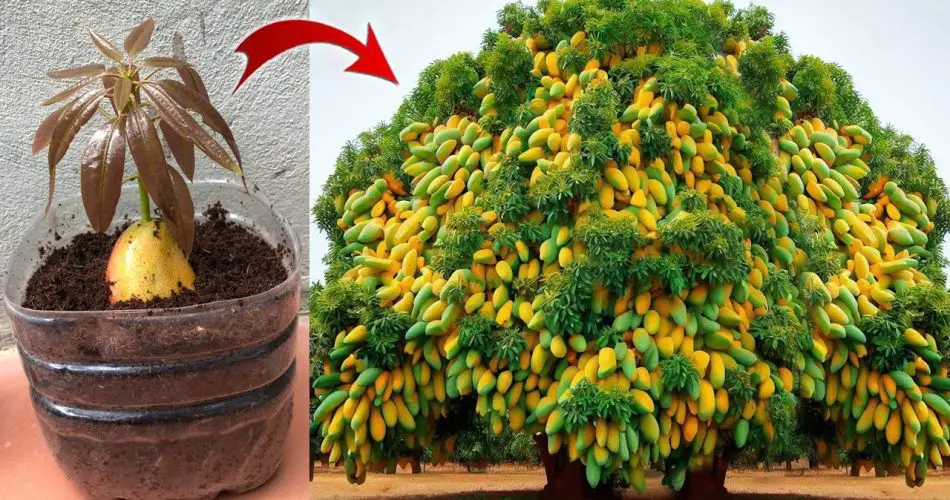 Great results ! Try the method of growing plants with plastic bottles ...