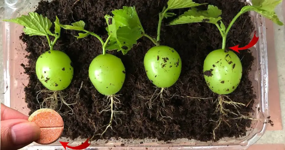 Only 1 tablet you can propagate any plant – Organic Gardening Tricks
