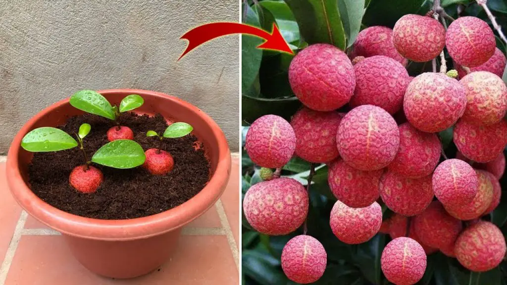 What a surprise ! From the fruit I turned it into a sapling so easily ...
