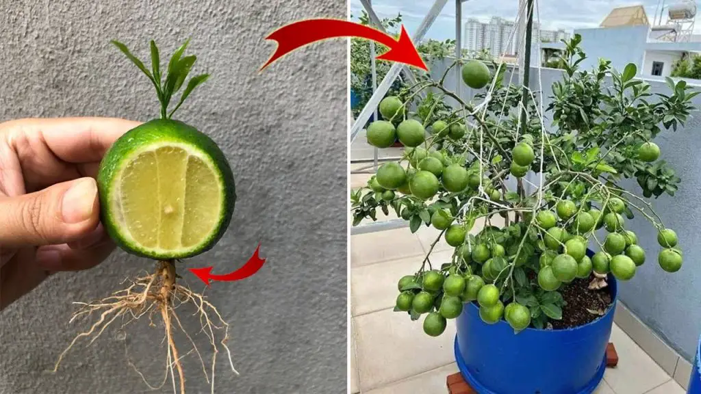 Tips to help plants take root very quickly – Organic Gardening Tricks