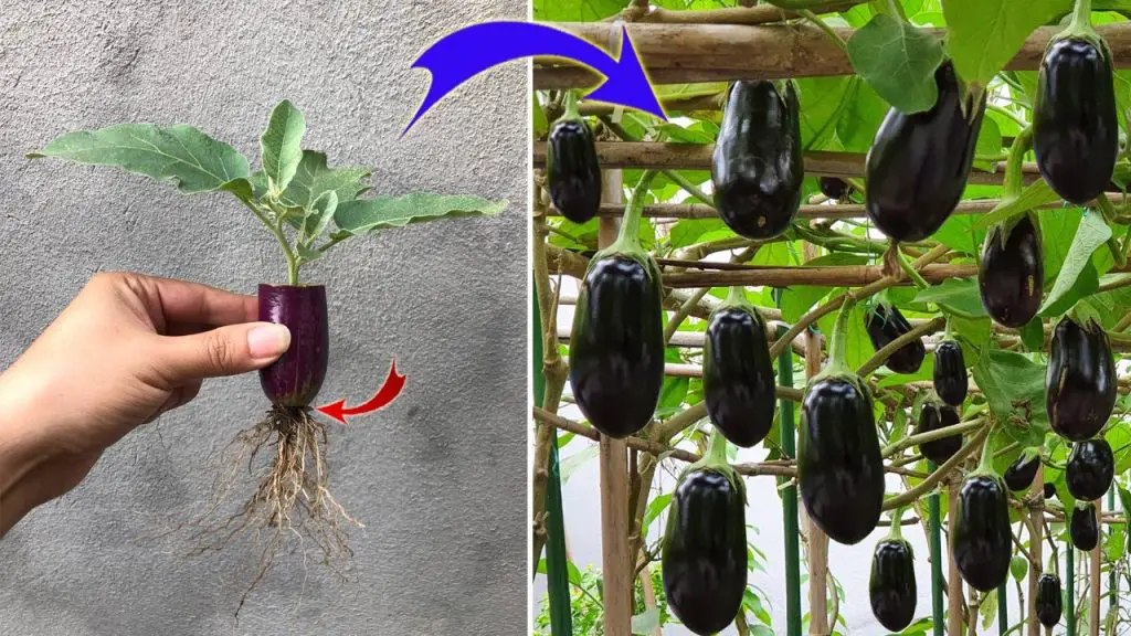 Breeding Techniques Without Spending Money (Any Plant) | Relax Garden ...