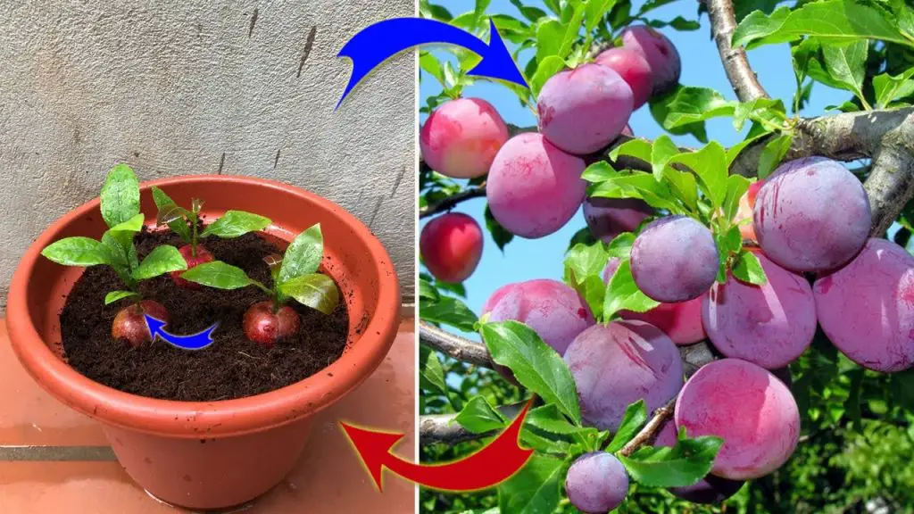 Everyone should know how to propagate plants from fruit simply at home ...