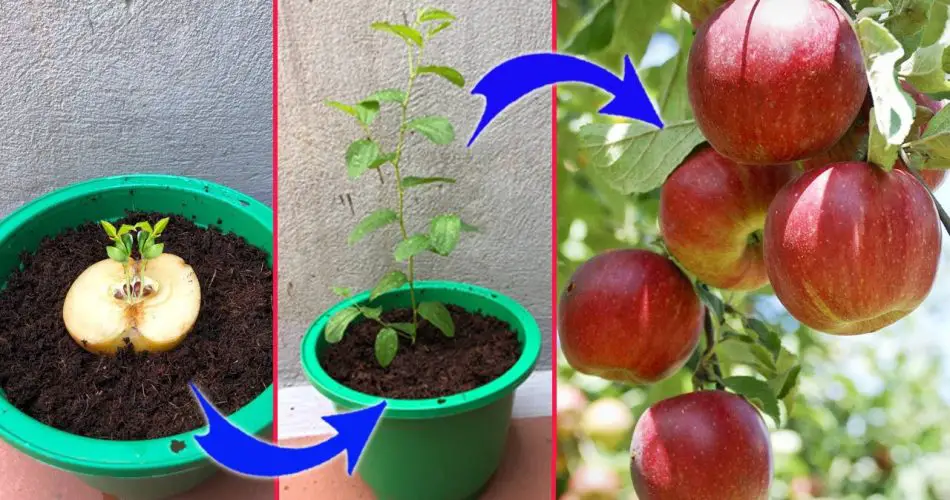 The process of propagating apples at home is simple with aloe vera ...