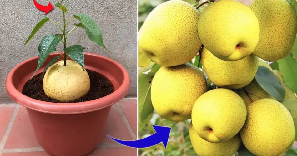 Anyone Can Propagate Pears Using This Method – Organic Gardening Tricks