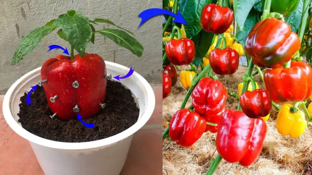 3 Great Plant Breeding Tips Everyone Should Know – Organic Gardening Tricks