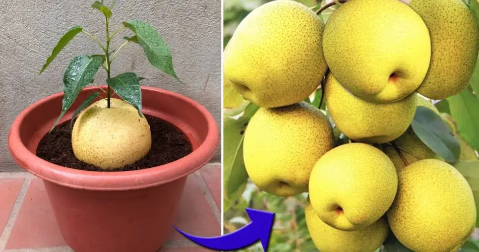 The method of breeding pears is extremely simple and unique – Organic ...
