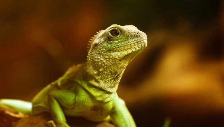 Unraveling the Mystery of Lizards: Where They Hide and How to Help ...