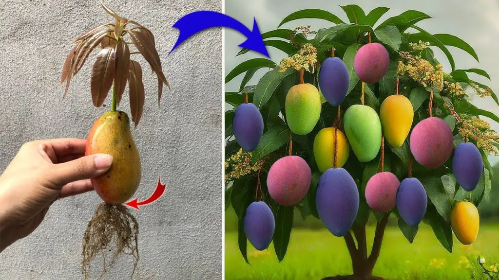 Simple Mango Tree Propagation with Aloe Vera: A Little-Known Trick – Organic Gardening Tricks