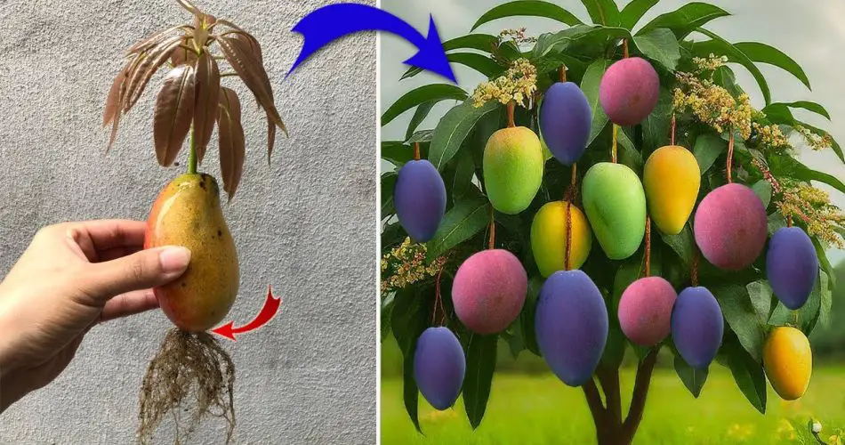 Simple Mango Tree Propagation with Aloe Vera: A Little-Known Trick ...