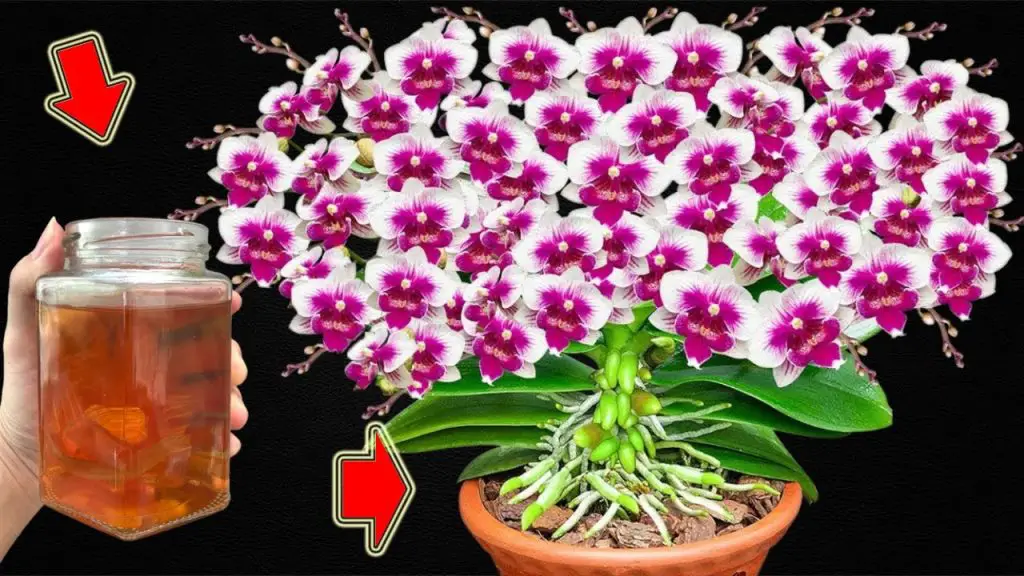 1 Cup Per Week! Flowerless Orchids Bloom Non-Stop All Year Long – Organic Gardening Tricks