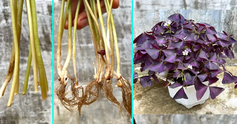 Growing Purple Oxalis: Propagating Moth Plants from Leaves – Organic ...