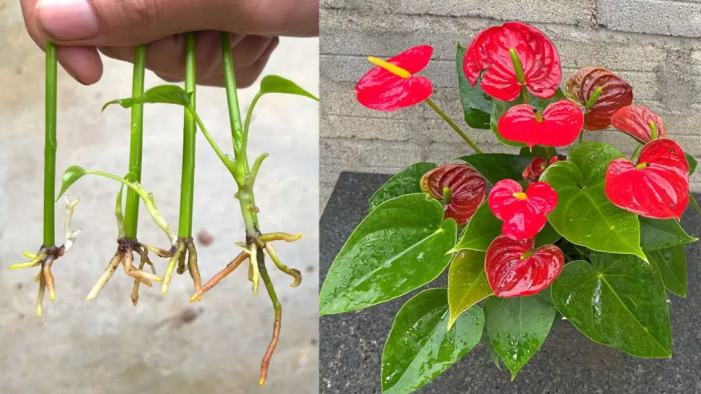 Growing Anthurium Plants: Rolling Leaves for Propagation – Organic Gardening Tricks