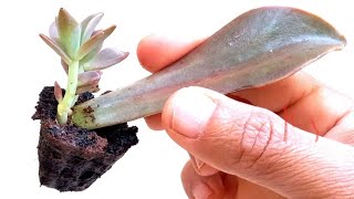 How to Grow Succulent Plants: Essential Tips for Success – Organic ...