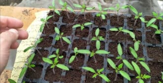 Mastering the Timing: When to Sow Tomato Seeds for Healthy Seedlings ...