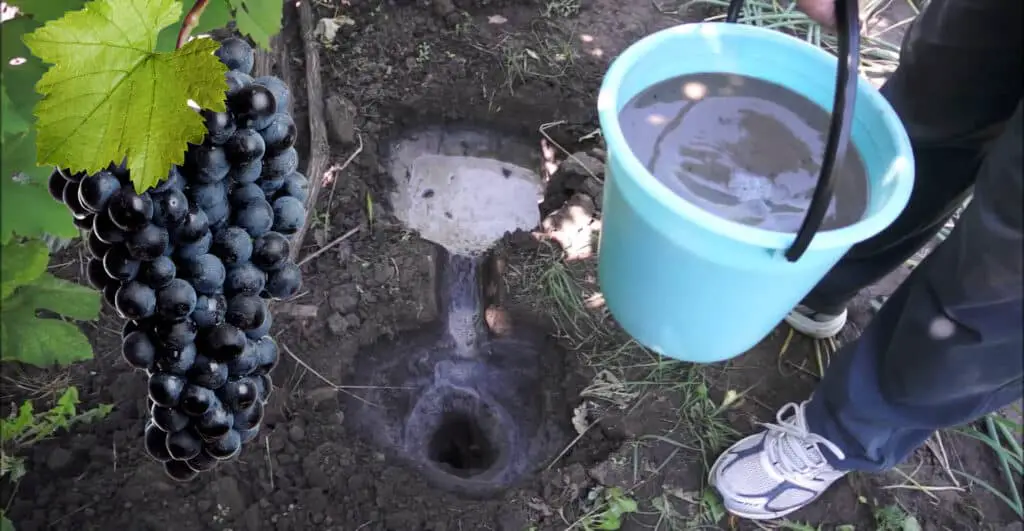 Fertilizing Grapes in Spring: Essential Tips for a Bountiful Harvest ...