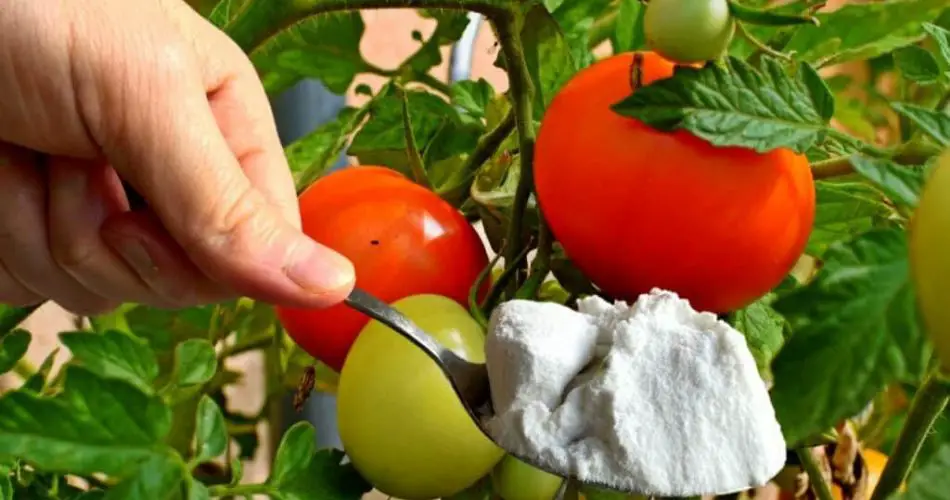 Boosting Tomato Ripening and Sweetness with Effective Fertilization ...
