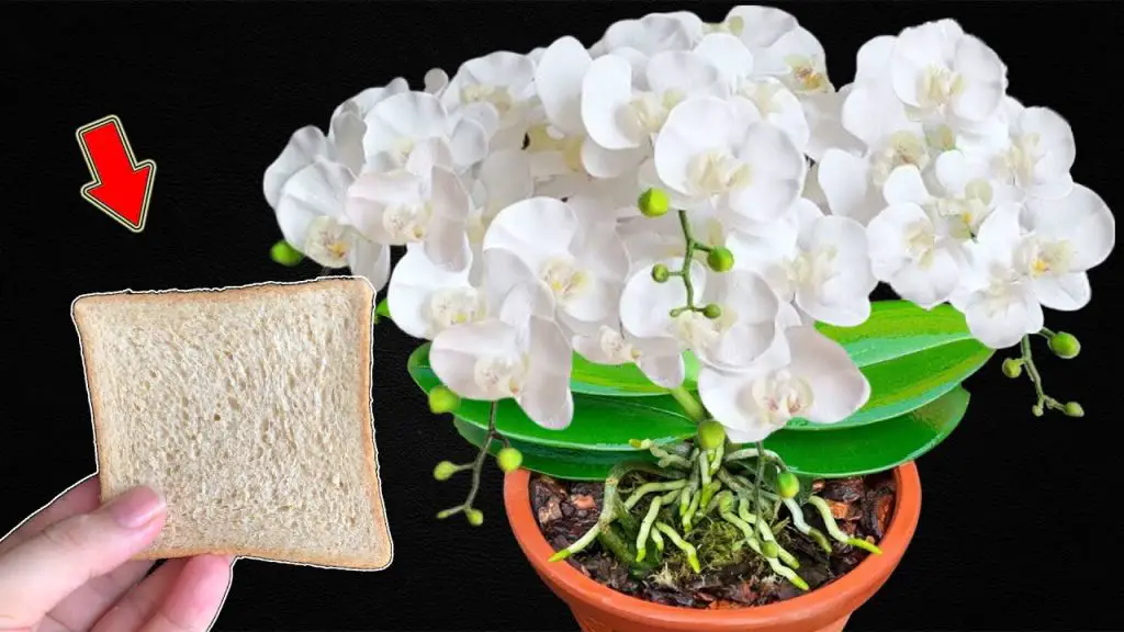 Boost Your Orchids: The Simple Trick of Using Bread for Lush Roots and ...