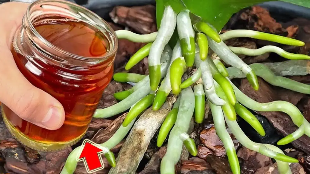 Pour 1 Cup Into the Root! Weak Orchid Suddenly Revived with Hundreds of ...