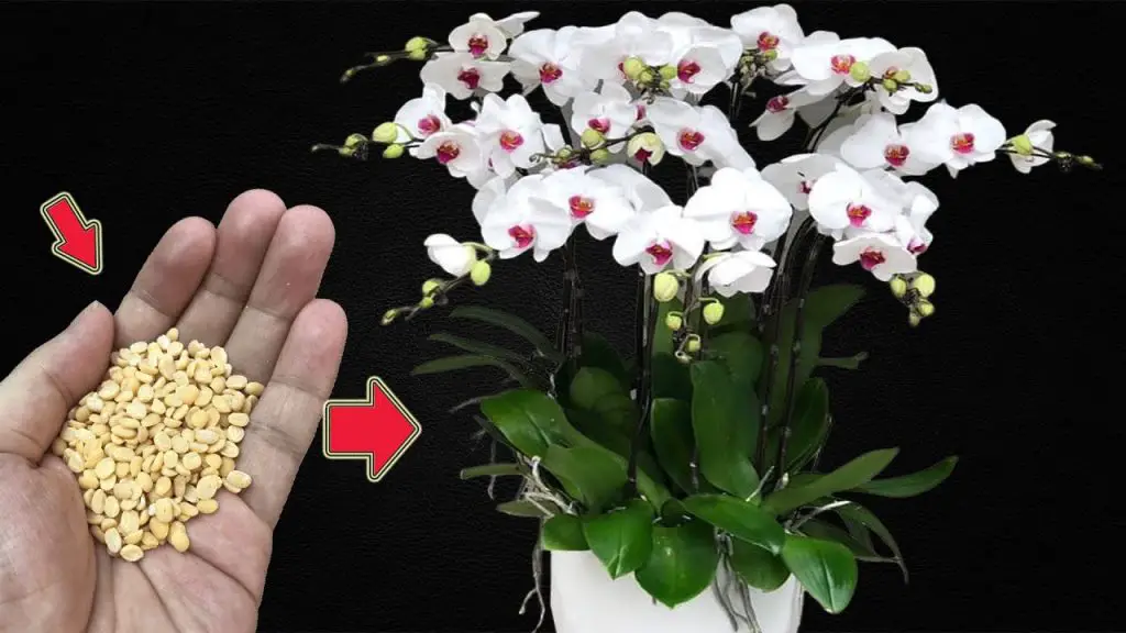 Unbelievable! Even Weak Orchids Can Easily Bloom with Dried Peas ...