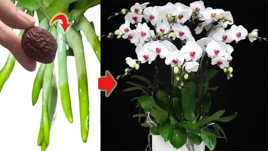 Urgently Do This in the Fall: How Red Apple Treatment Will Make Orchids ...