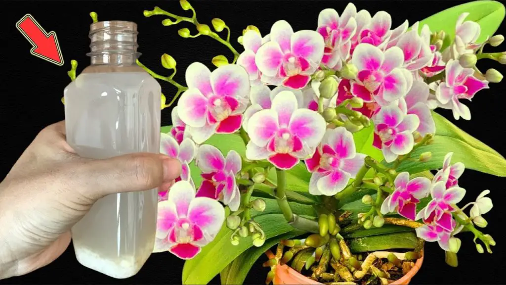 1 Bottle Per Month! I Am Surprised! Orchids Bloom Non-Stop For A Whole Year! – Organic Gardening ...