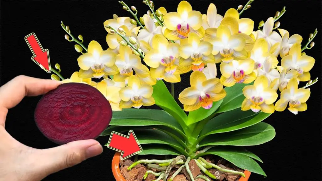 Unlock Stunning Orchid Blooms: The Beetroot Boost for Explosive ...