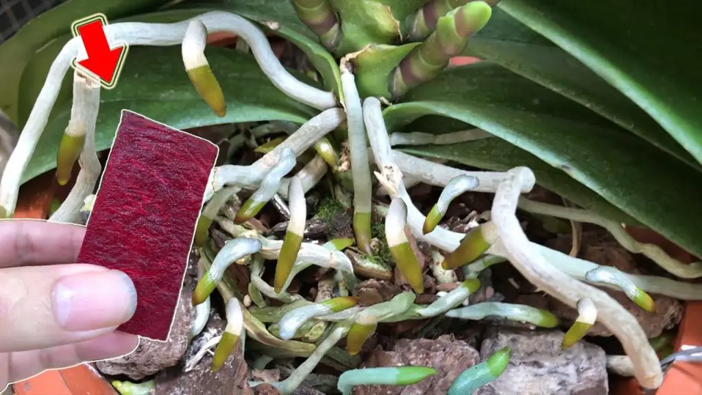 Unbelievable! The Weak Orchid Grows 1001 Roots After Just 1 Night Using ...