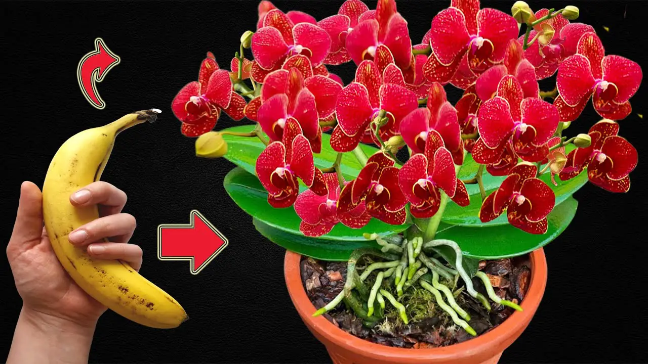 Miraculously, With Just One Fruit, Orchids Grow Many Branches and Bloom ...