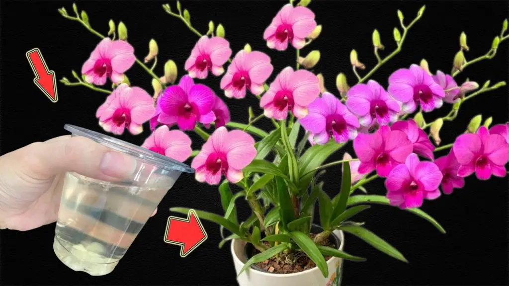 Just 1 Cup! How Garlic Elixir Makes Orchids Grow 300 Times Faster and Bloom Non-Stop – Organic ...