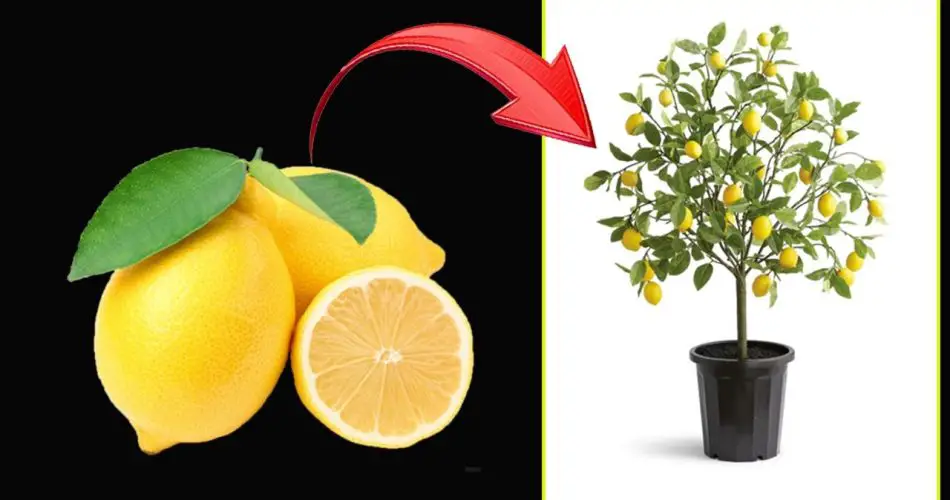 The Unexpected Secret to Lemon Tree Propagation: Harnessing the Power ...
