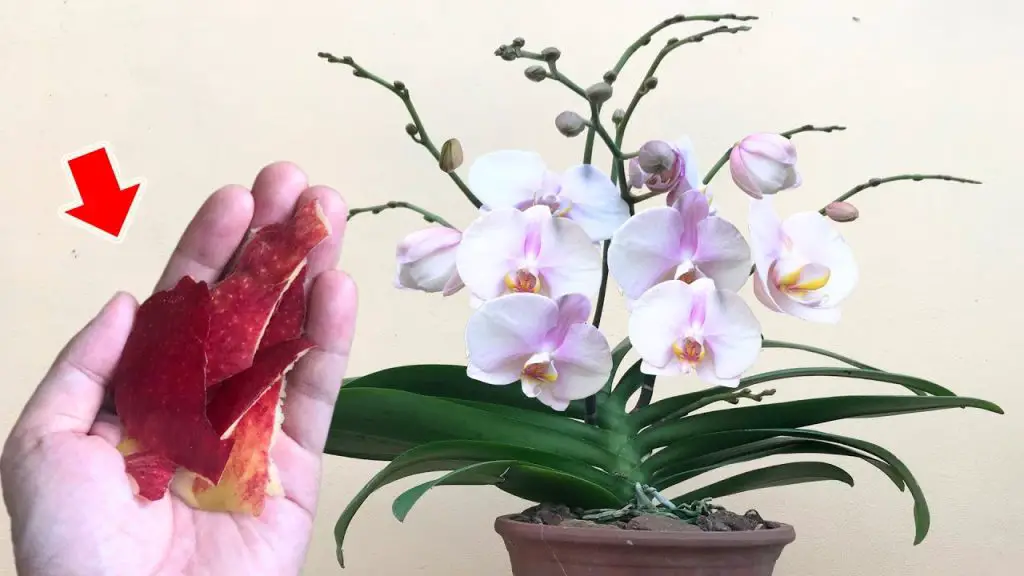 Don’t Throw It Away! Each Orchid Branch Grows Hundreds of Beautiful ...