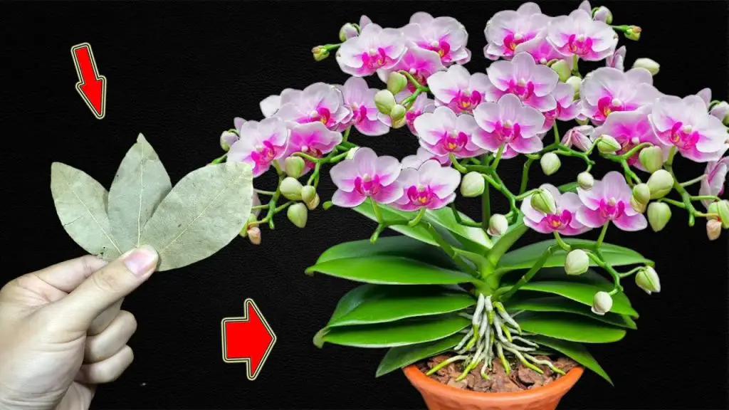 Put Some Leaves At The Root! Suddenly! Each Orchid Node Blooms Many ...