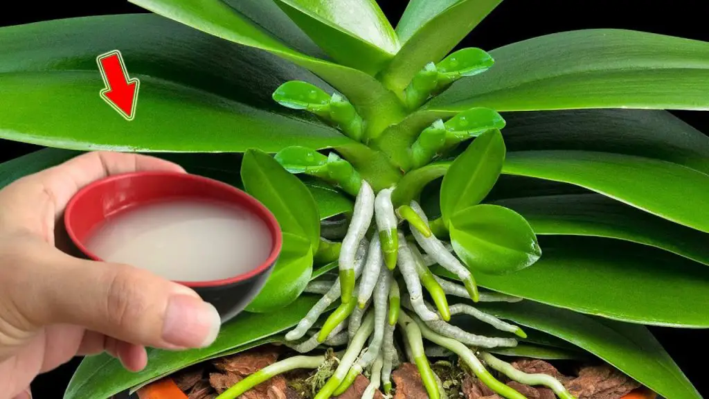 Just 1 Cup! How Rice and Garlic Can Boost Orchid Roots, Leaves, and ...