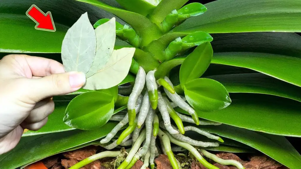 Unlock Orchid Growth: The Power of Dried Yeast and Laurel Leaf ...