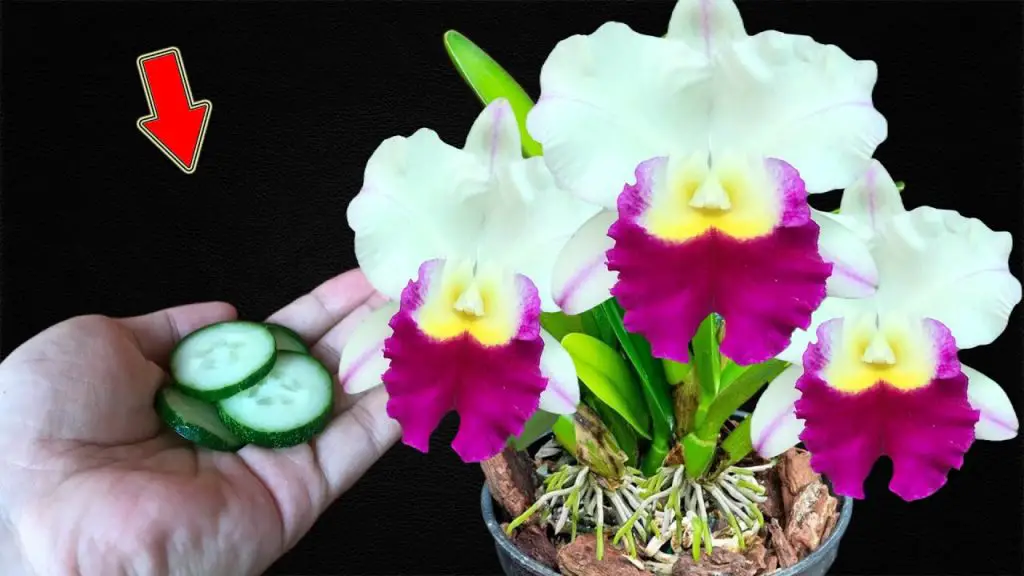 Just Need 1 Piece! Suddenly Orchids Bloom All Year Round Non-Stop – Organic Gardening Tricks