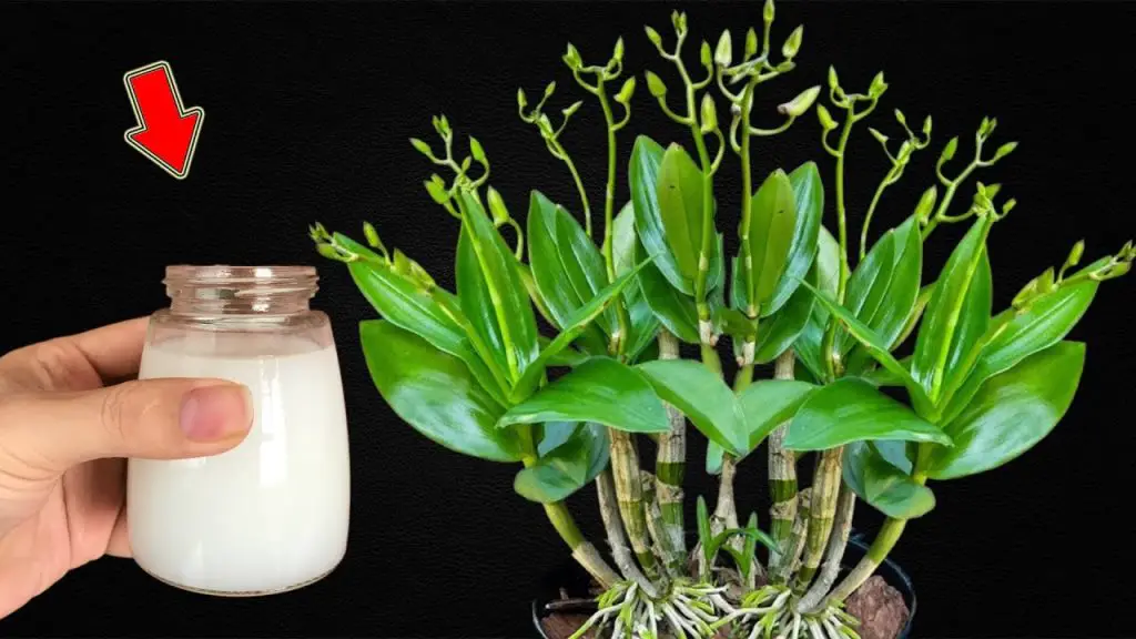 1 Cup Per Week! Flowerless Orchids Suddenly Bloom Non-Stop All Year ...
