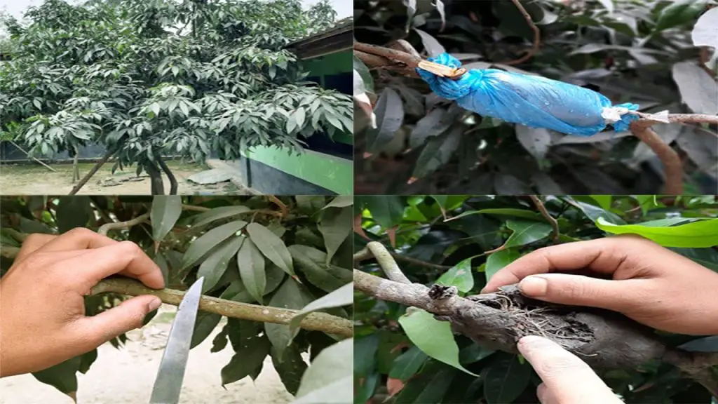 Grafting a Litchi Tree: Learn the Easy Technique at Home – Organic ...