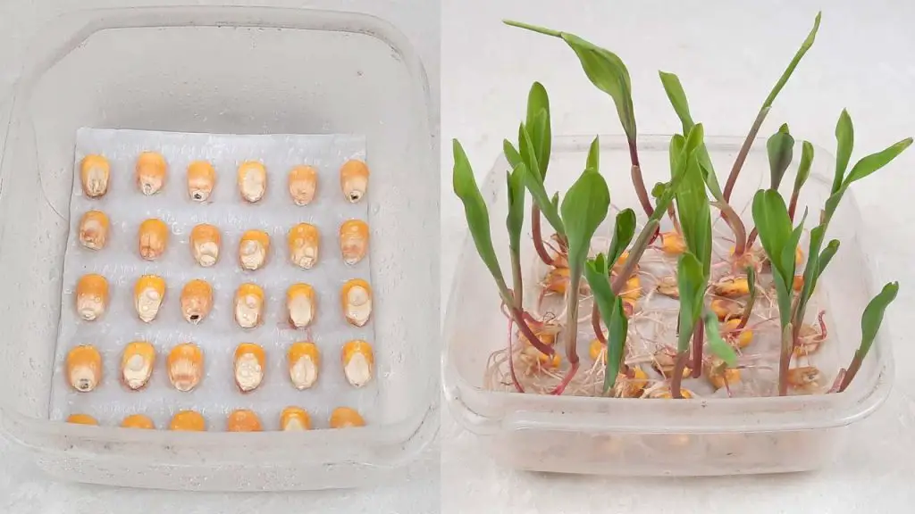 How to Grow Sweet Corn: Quick and Easy Guide – Organic Gardening Tricks