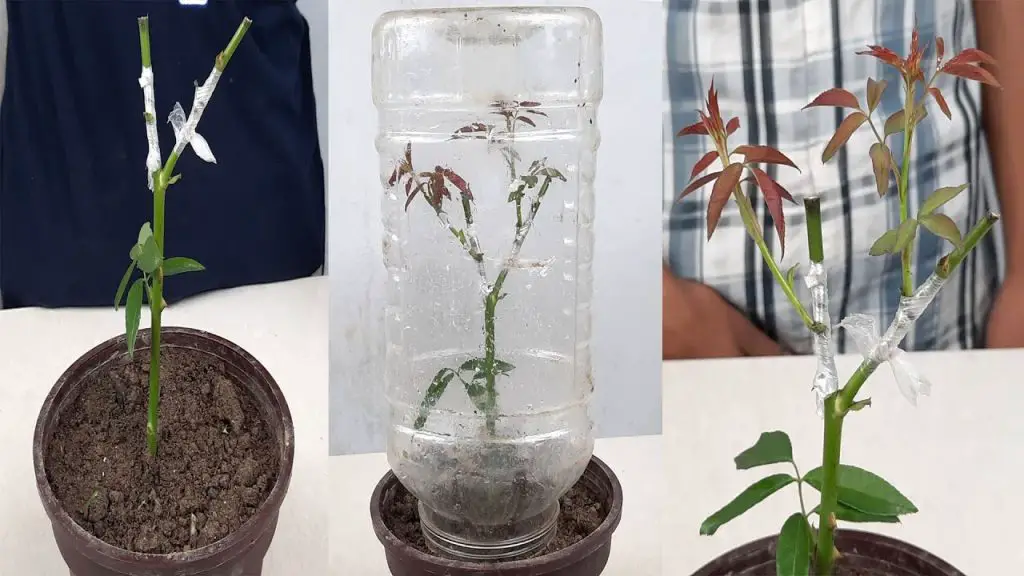 Amazing Way to Grow Rose Buds: Grafting Process Step by Step – Organic ...