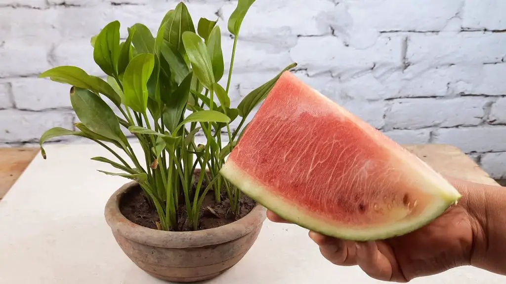 Make Fertilizer from Watermelon Rind: The Best Home Fertilizer for All ...